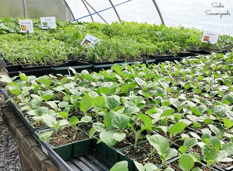 Gardening 101: Tips, Tricks, and Shortcuts for Beginners