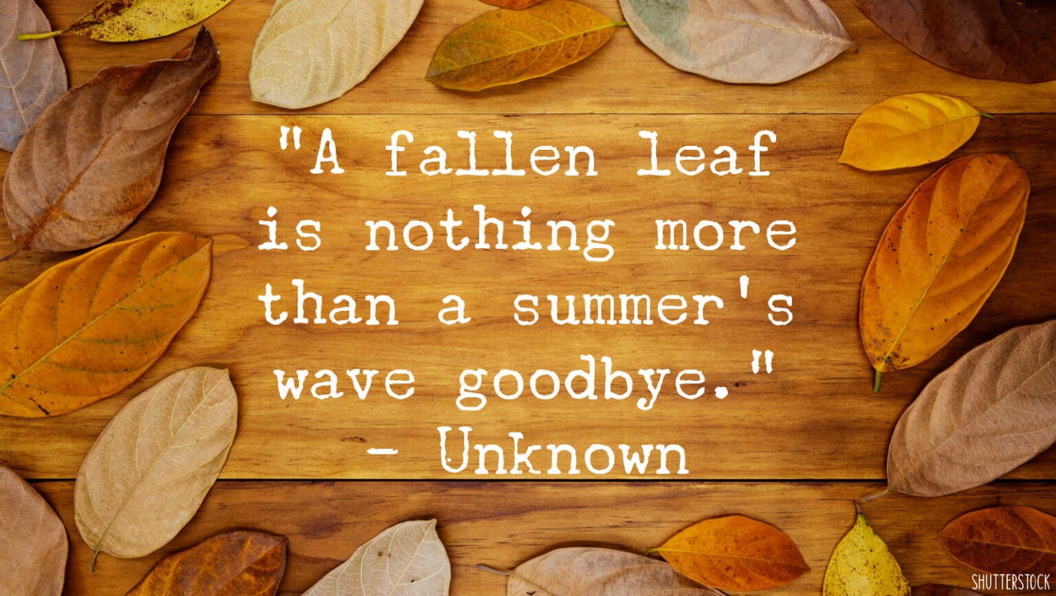 An Autumn Frame of Mind: Fall Quotes to Fall in Love With