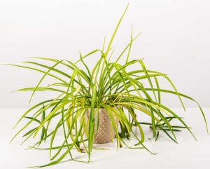 10 Hanging Plants To Add Style and Texture to Your Home