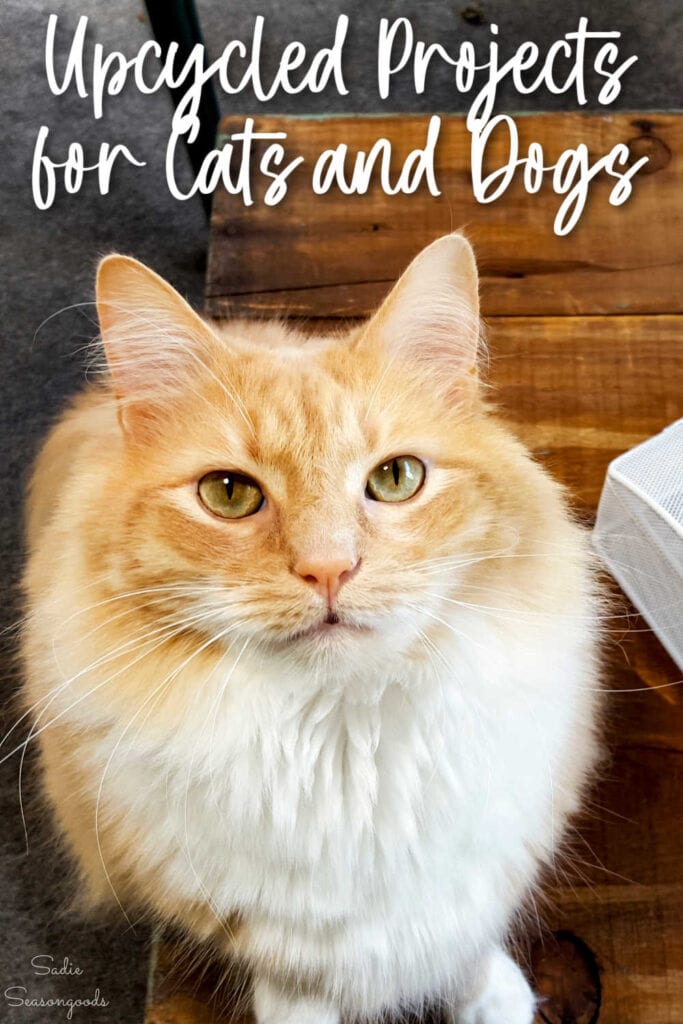 DIY Projects for Your Cats and Dogs: Toys, Beds, and More