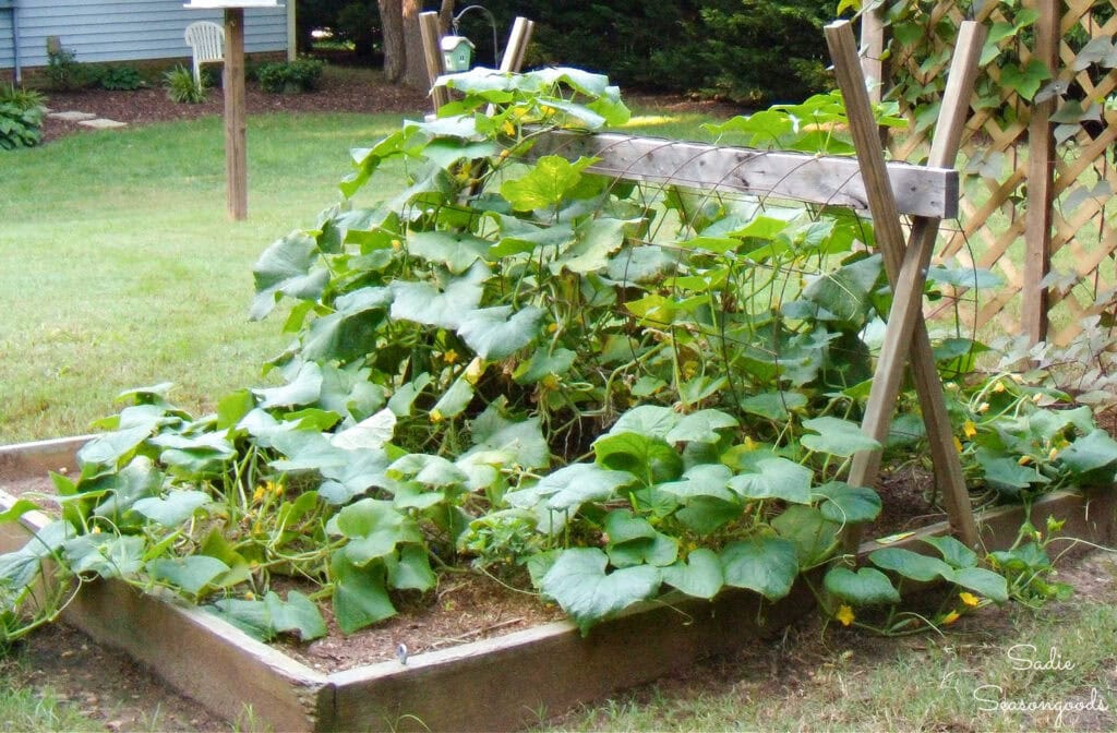 Gardening 101: Tips, Tricks, and Shortcuts for Beginners